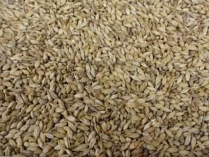 Malt Profile: Abbey Malt - Barley's Homebrewing Supplies